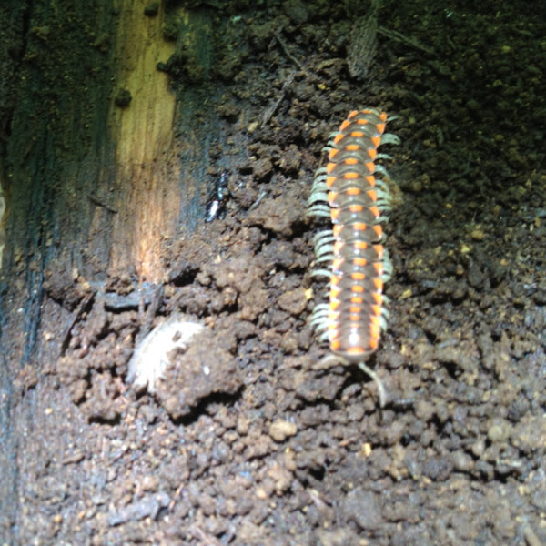 Flat Backed Millipede | Project Noah