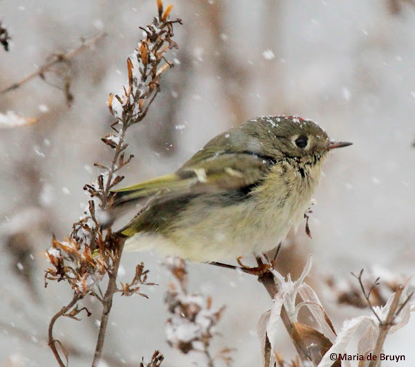Ruby-crowned kinglet | Project Noah