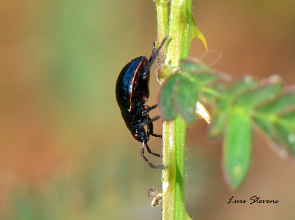 Bordered Plant Bug nymph | Project Noah