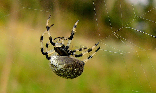 Shamrock or Cross Orb Weaver Spider | Project Noah