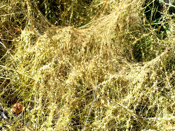 Cuscuta campestris | Project Noah