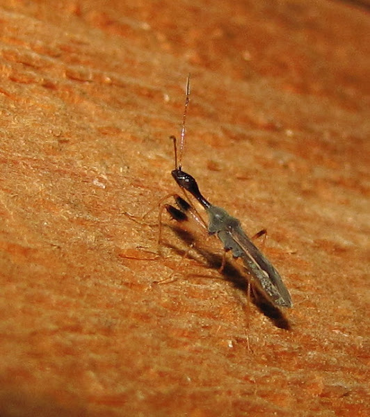 Long-necked Seed Bug | Project Noah