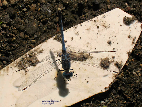 Chalky Percher ♂ | Project Noah