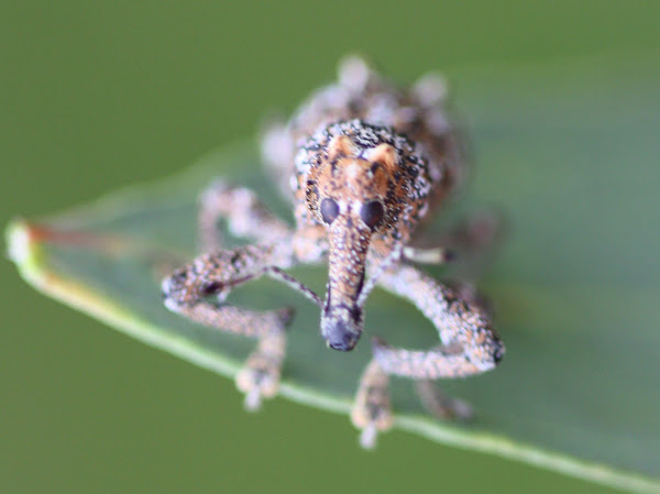 Elephant weevil | Project Noah