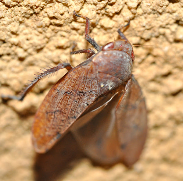 Plant Hopper | Project Noah