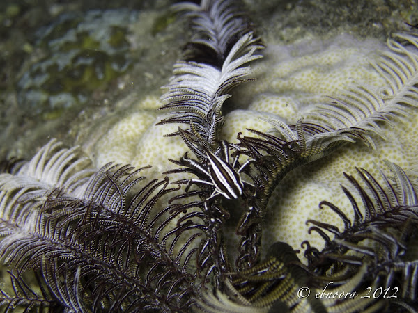 Feather Star Squat Lobster | Project Noah