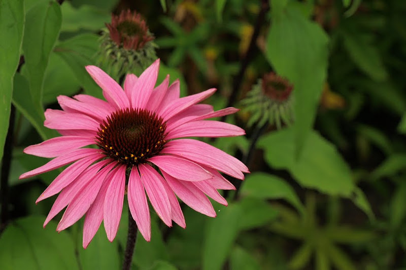 ϔϔϔ --- Sunday Flora Show - July 18th -- ϔϔϔ: Olympus SLR Talk Forum: Digital Photography Review