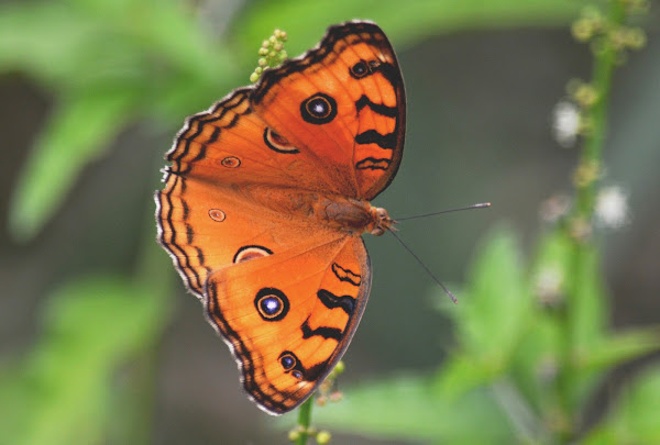Peacock Pansy | Project Noah