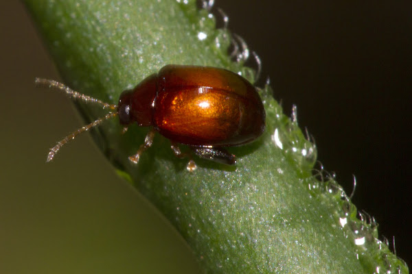flea beetle | Project Noah