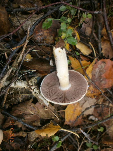 Blushing Wood Mushroom? | Project Noah