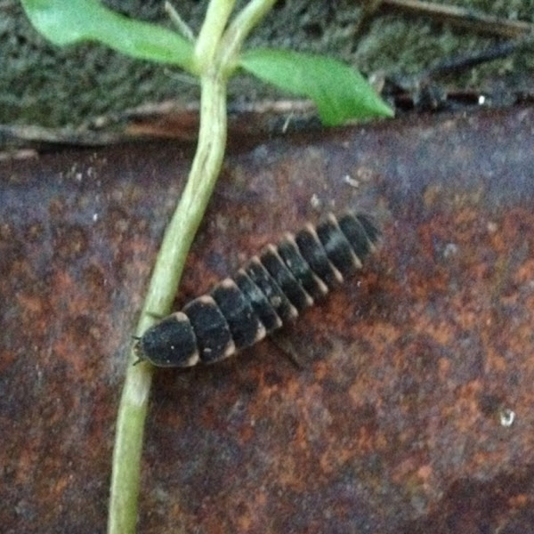 Firefly, larva | Project Noah