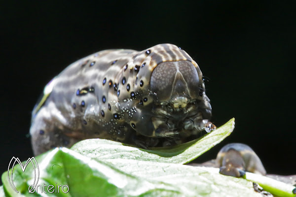 Fruit-piercing Moth (larva) | Project Noah