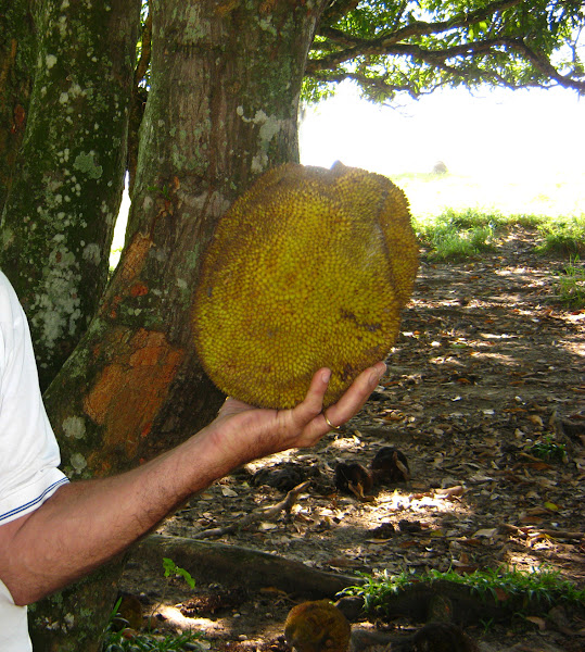 Jackfruit Tree | Project Noah