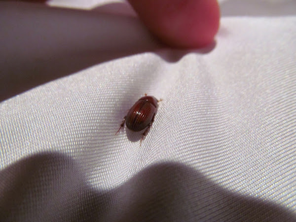 June Bug | Project Noah