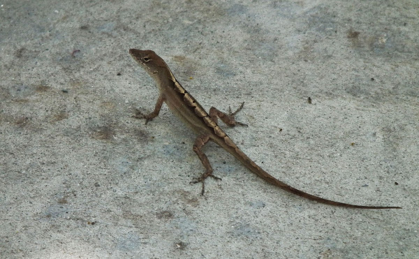 Cuban Brown Anole | Project Noah