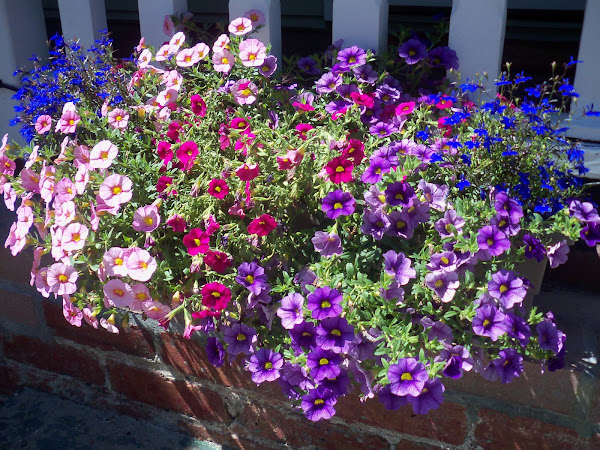Wave Petunias | Project Noah