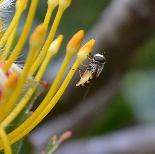Hoverfly | Project Noah