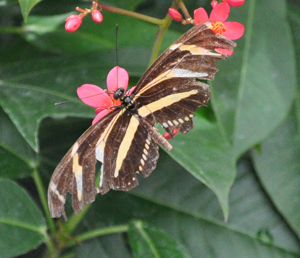Zebra Longwing Butterfly | Project Noah
