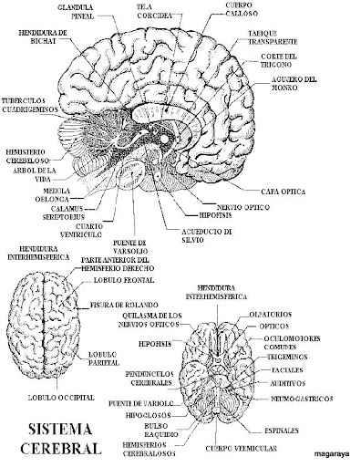 Esquema del cerebro para colorear - Imagui