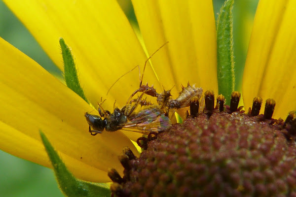Spiny assassin bug | Project Noah