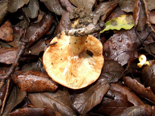 Yellowdrop Milkcap | Project Noah