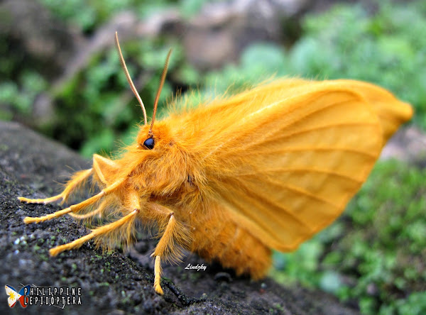 Monkey Moth | Project Noah