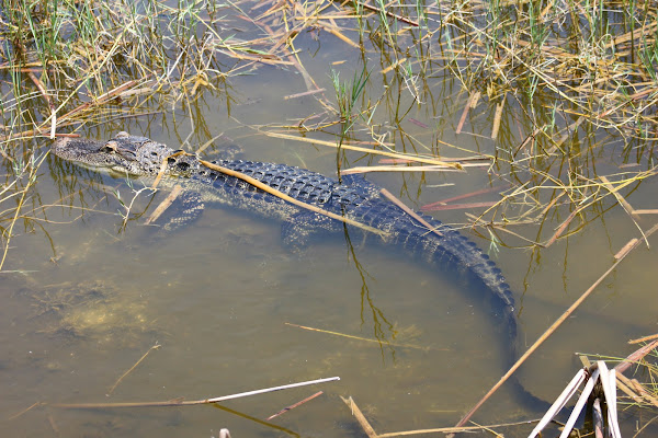 American Alligator | Project Noah