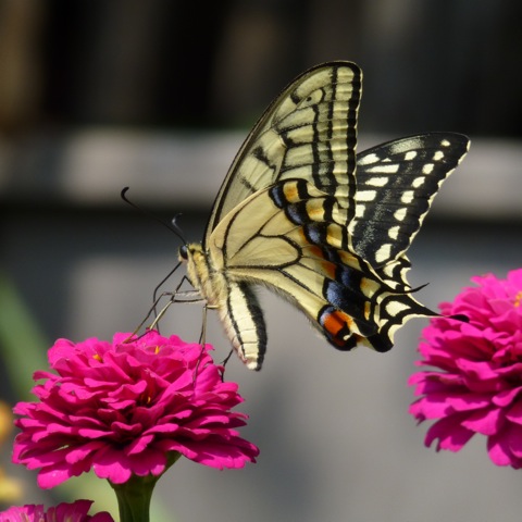 Old World Swallowtail | Project Noah