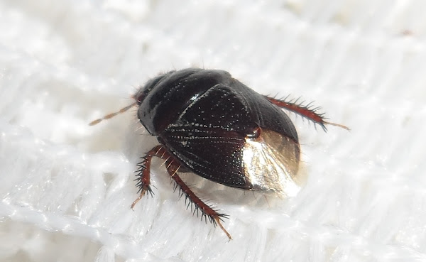 Burrowing bug | Project Noah