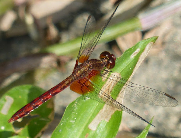 Dragonfly | Project Noah