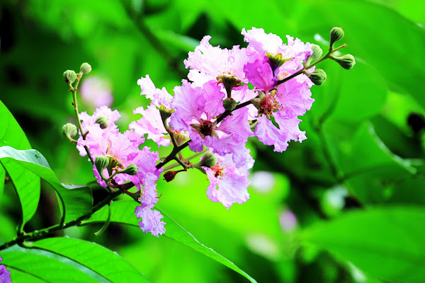Queen crape Myrtle (大葉紫薇) | Project Noah