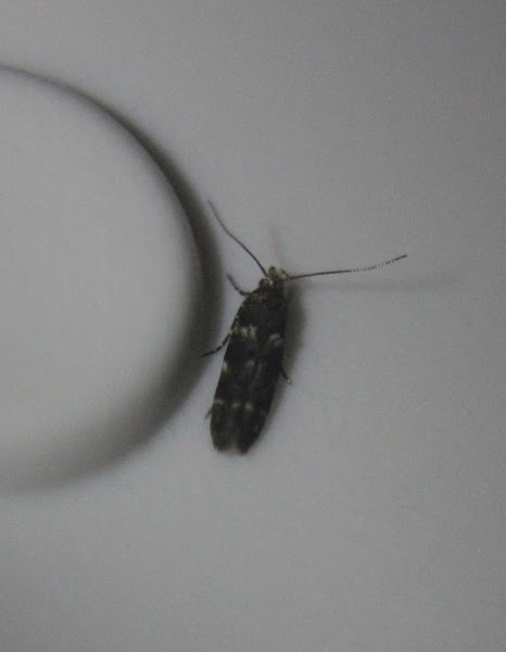 Unknown Moth | Project Noah