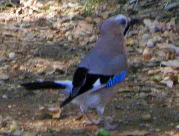 Eurasian Jay | Project Noah