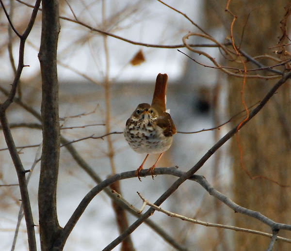 Hermit Thrush | Project Noah