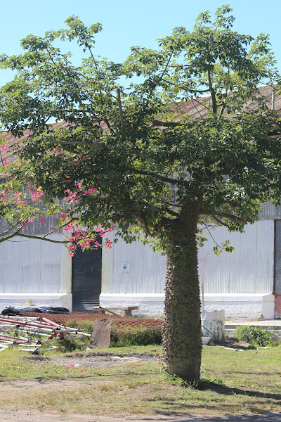 Silk floss tree | Project Noah