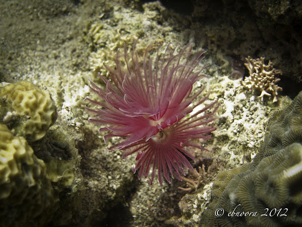 Feather duster worm | Project Noah