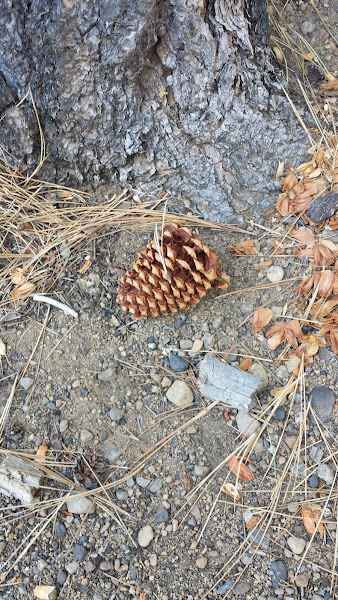 Jeffery Pine Tree | Project Noah