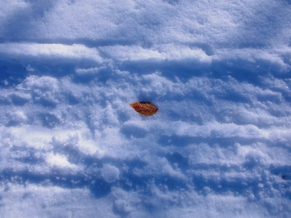 American Beech (leaves) | Project Noah