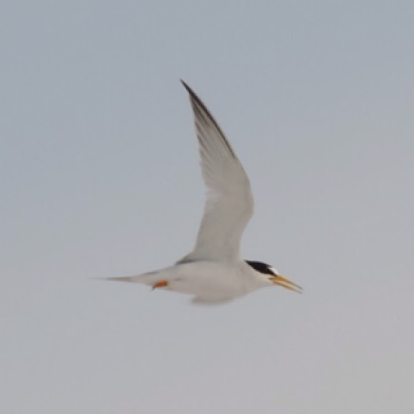 Least Tern | Project Noah