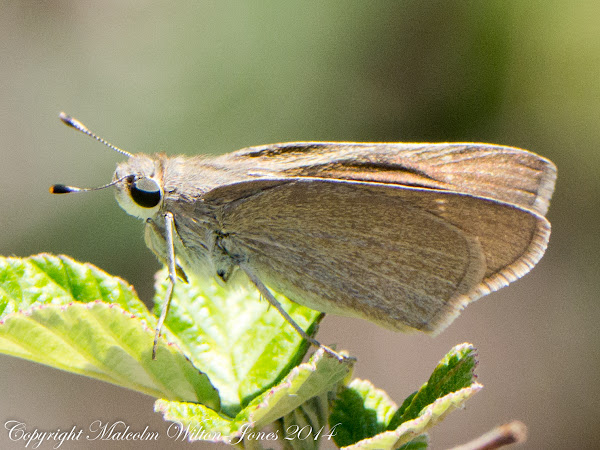 Skipper? | Project Noah