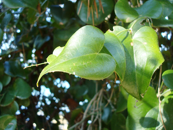 Rough Bindweed / Tetivika | Project Noah