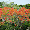 Royal Poinciana (Flame Tree) | Project Noah