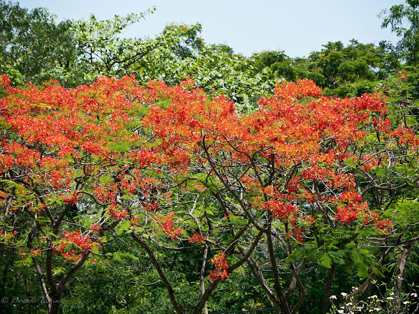 Royal Poinciana (Flame Tree) | Project Noah