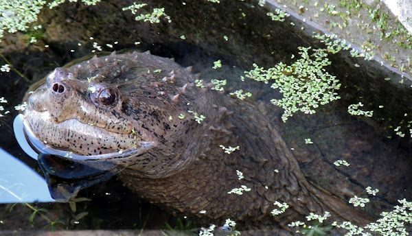 Common snapping turtle | Project Noah