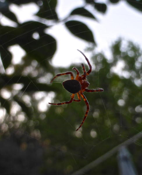 Spotted Orbweaver | Project Noah