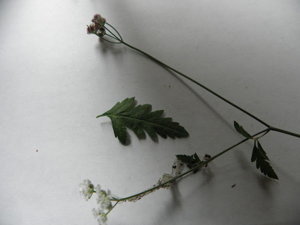 unknown plant | Project Noah