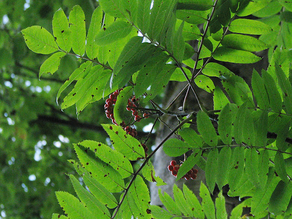 American Mountain Ash | Project Noah