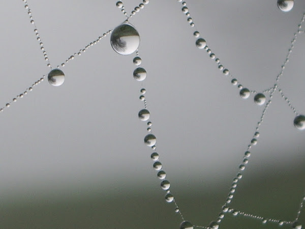 spider web | Project Noah