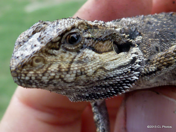 Eastern Bearded Dragon | Project Noah