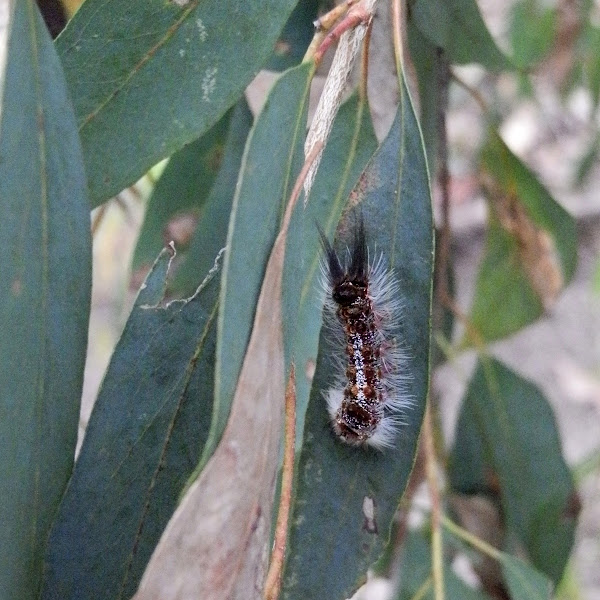 Brown Tail Gum Moth caterpillar | Project Noah
